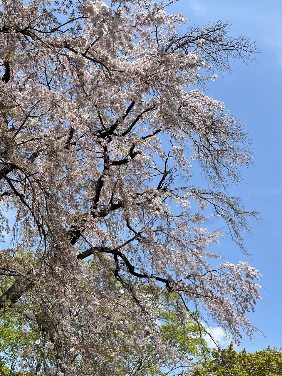 東博の桜: 風の詩